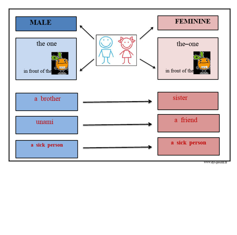 Masculine-Feminine-CE1-Mind Map-DYS | PDF