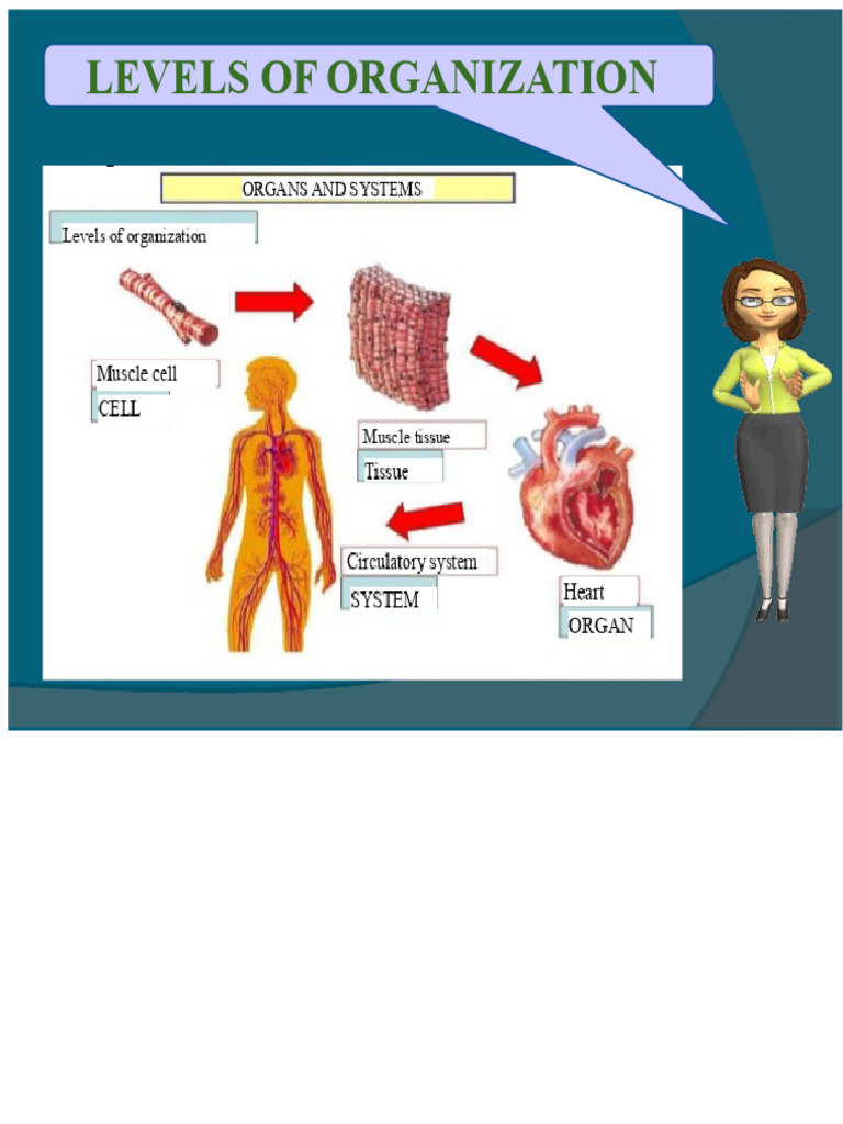 TISSUES, ORGANS AND SYSTEMS 6TH GRADE I UNIT | PDF