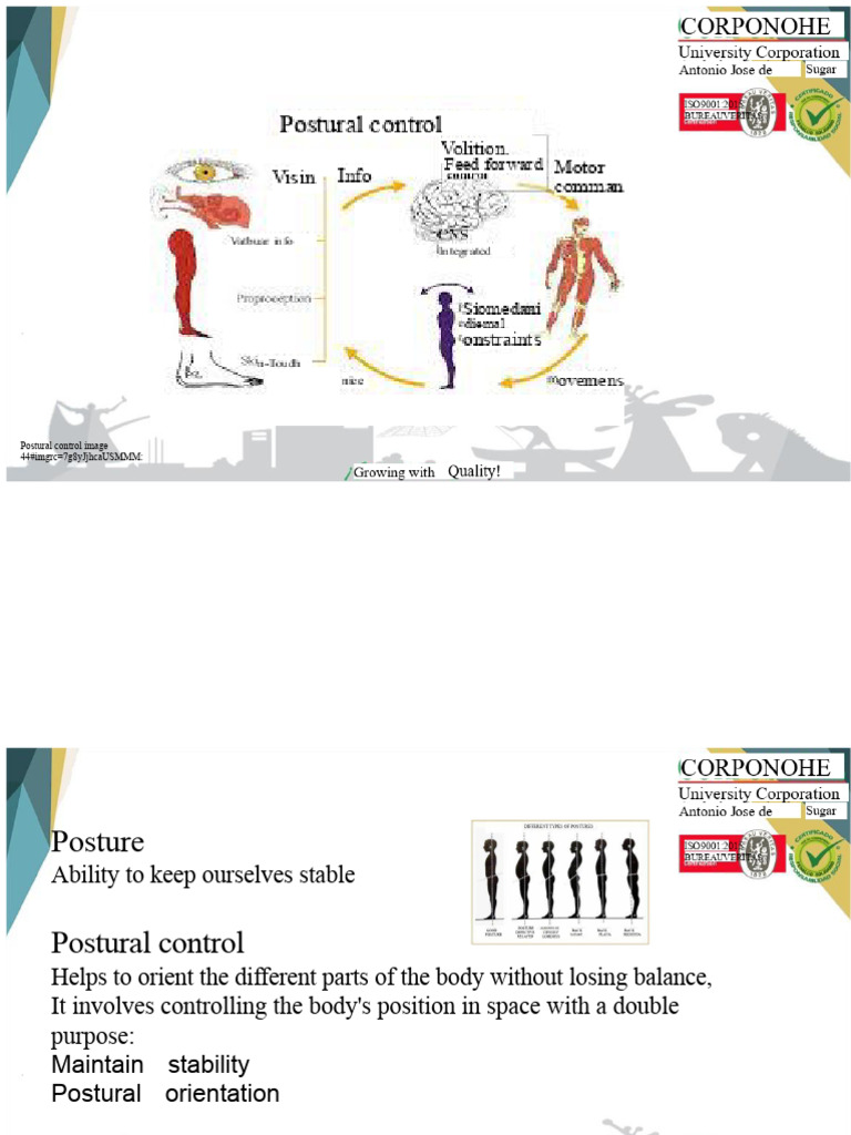 Understanding Postural Control Mechanisms | PDF | Motor Control | System