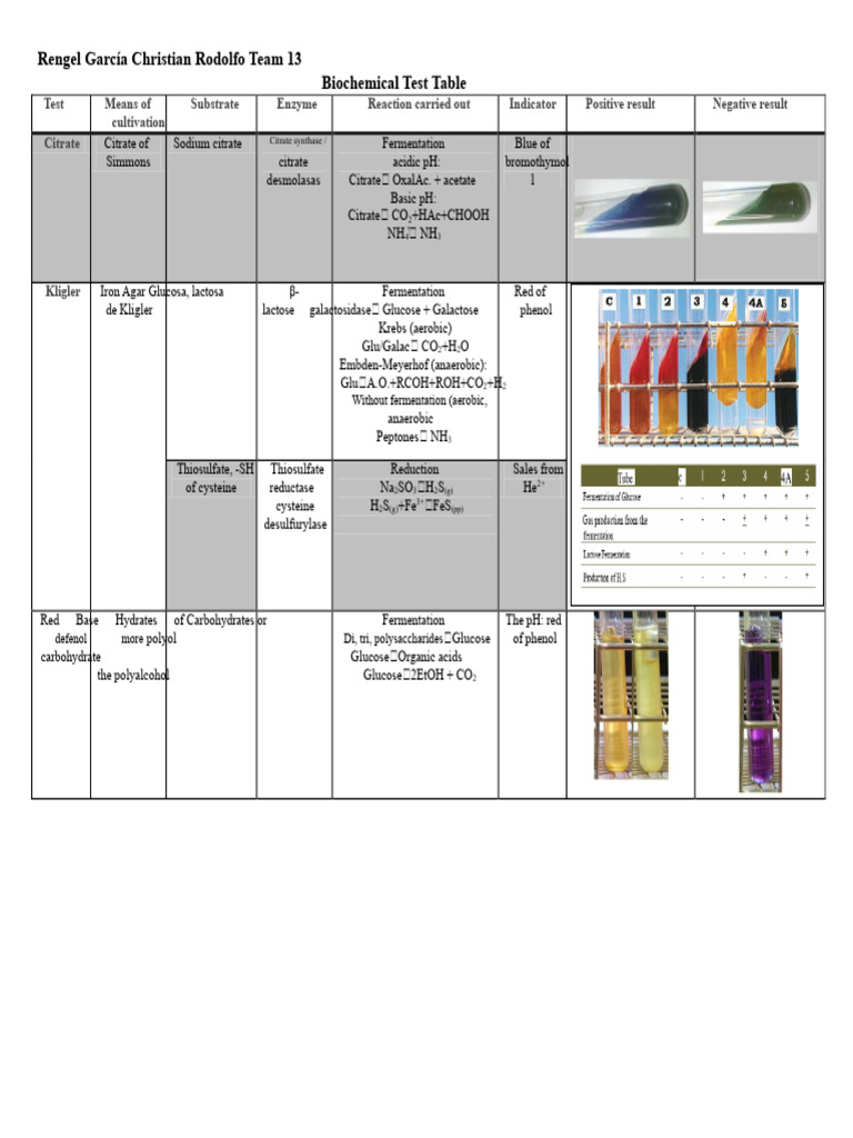 Biochemical Tests for Bacterial Identification | PDF | Glucose ...