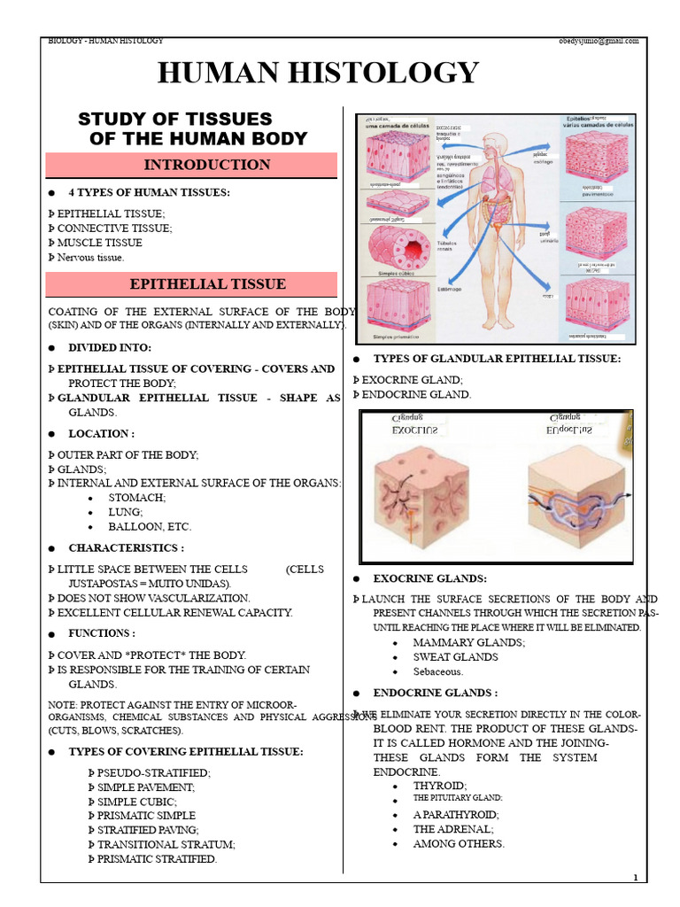 BIOLOGY - HUMAN HISTOLOGY | PDF | Tissue (Biology) | Muscle