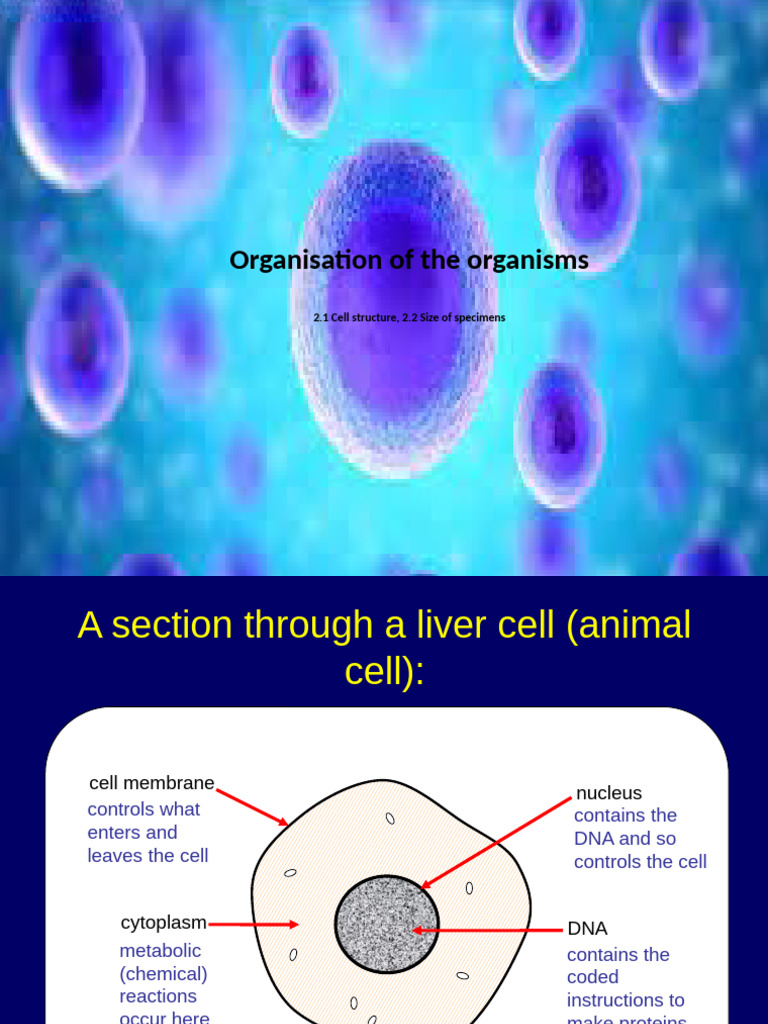 Cell Structure and Specialised Cells 2024 | PDF