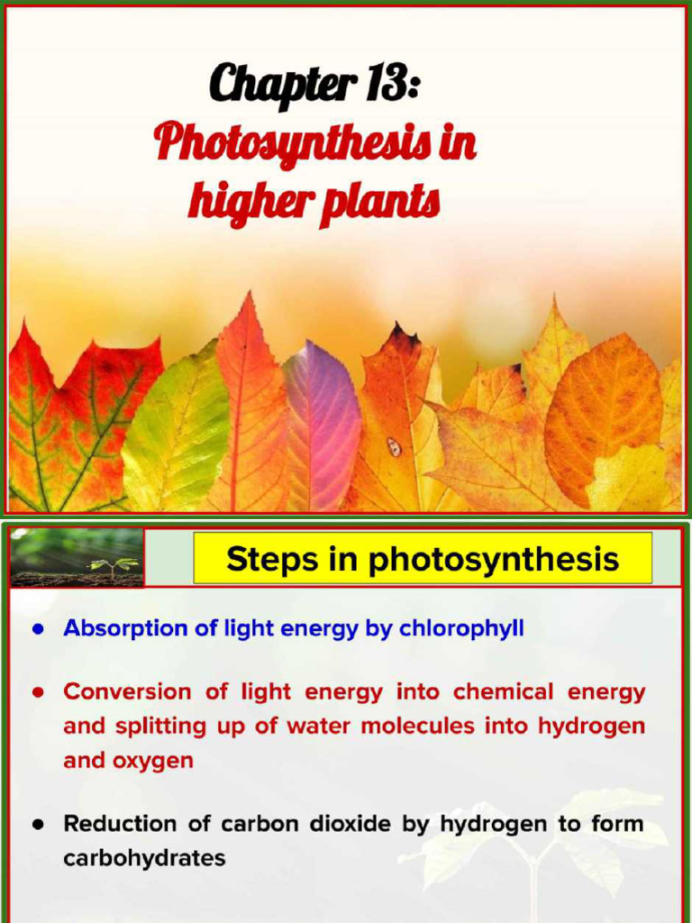 3) Light Reaction | PDF