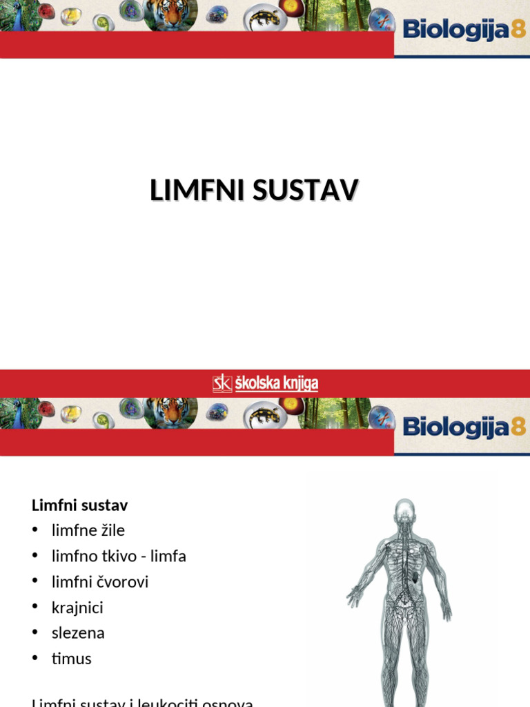 Limfni sustav | PDF