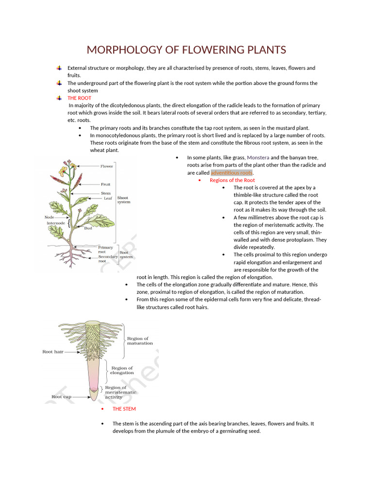 Morphology of Flowering Plants Explained | PDF | Seed | Leaf
