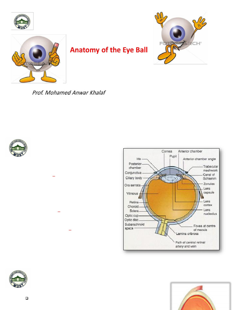 Anatomy and Function of the Eye | PDF | Human Eye | Cornea