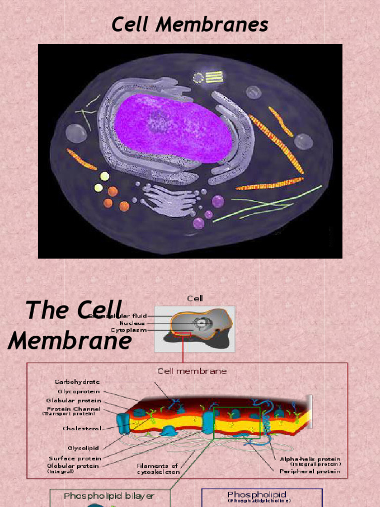 Cell Membrane | PDF | Cell Membrane | Osmosis