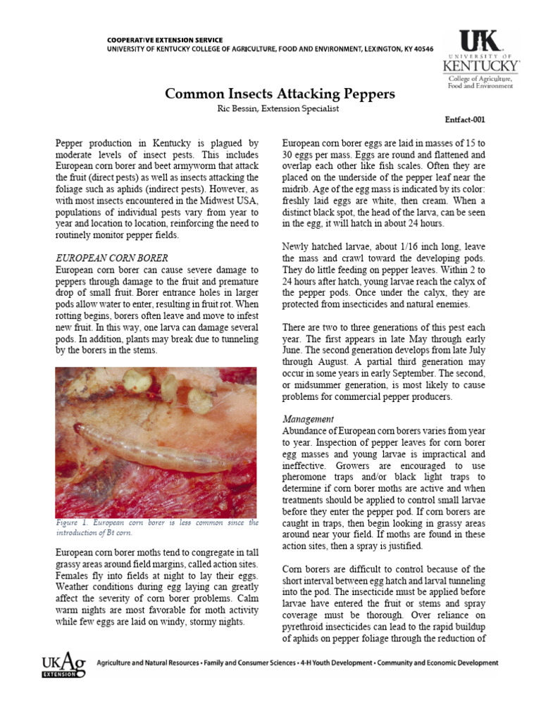 Common Insect Pests of Peppers | PDF | Pest (Organism) | Insecticide