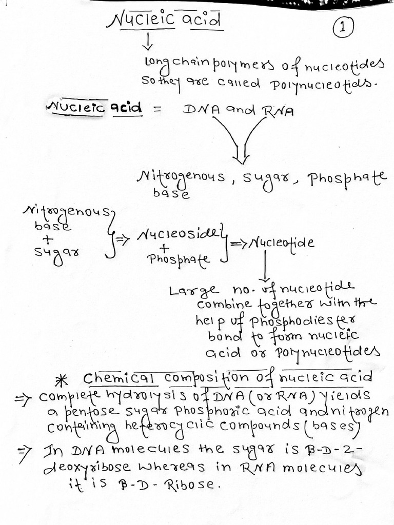 Biomolecules (Nucleic Acid) 01-Jan-2025 14-49-36 | PDF