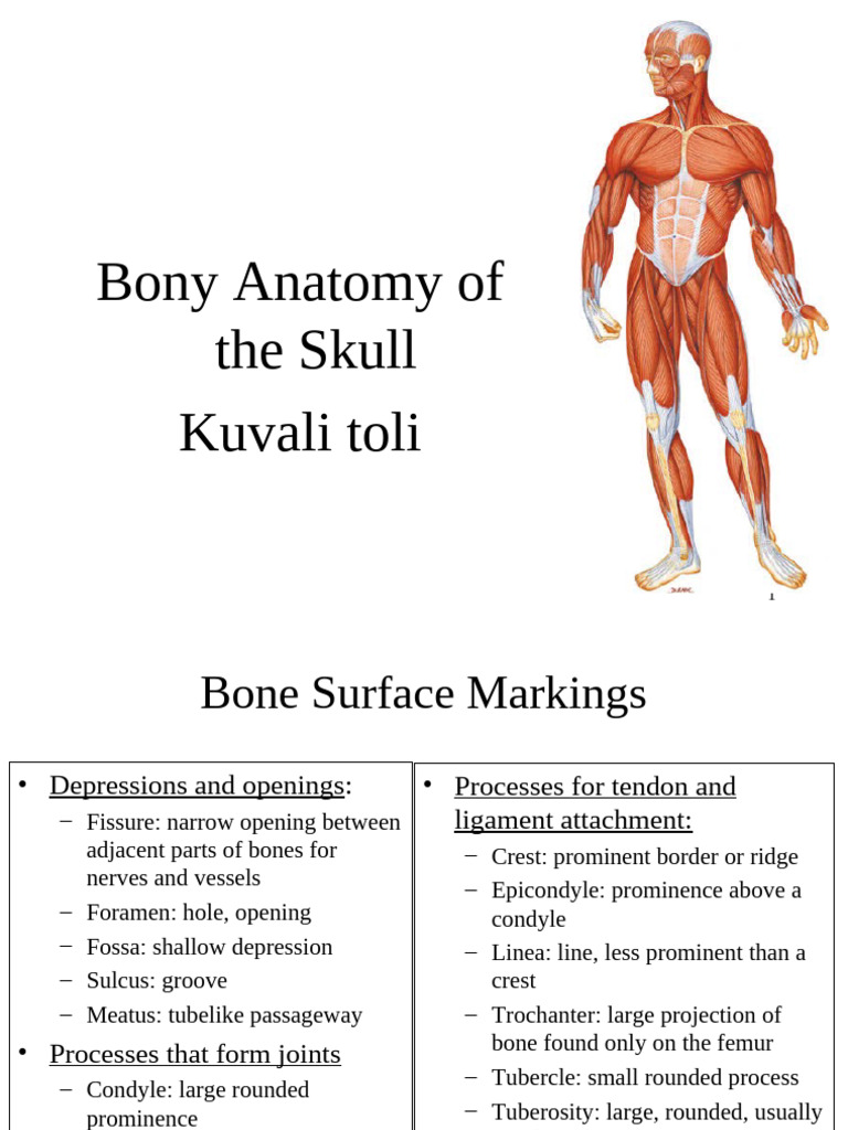 02 Bony Anatomy of Skull2[1] | PDF | Skull | Human Nose