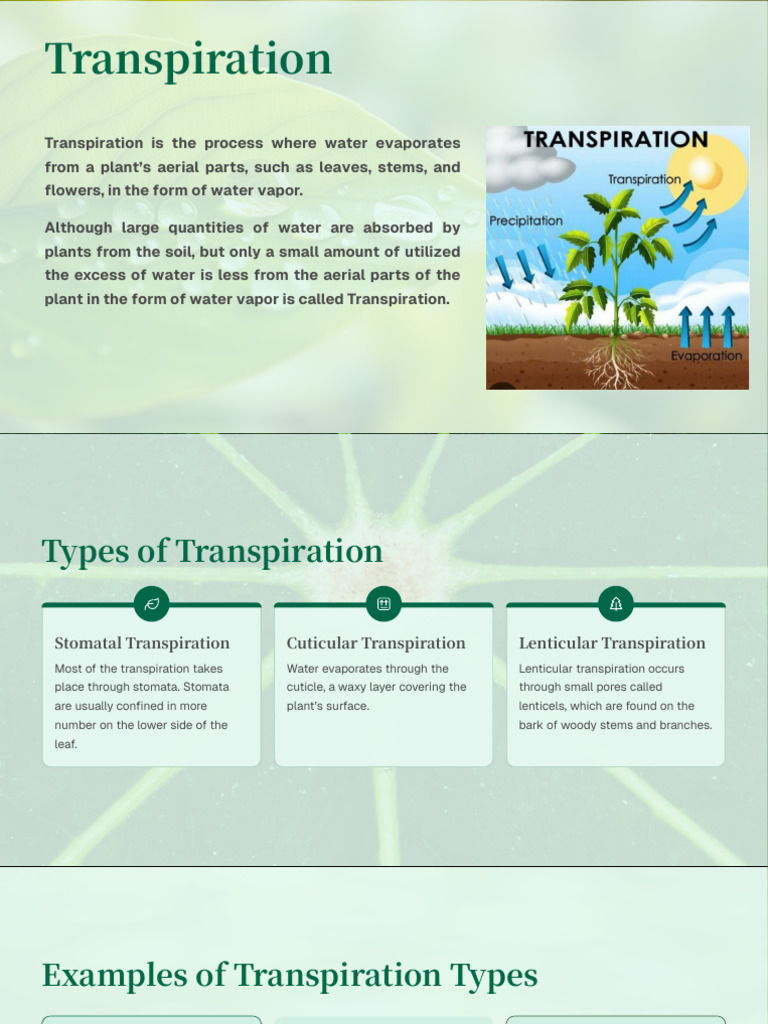 Transpiration (2) | PDF