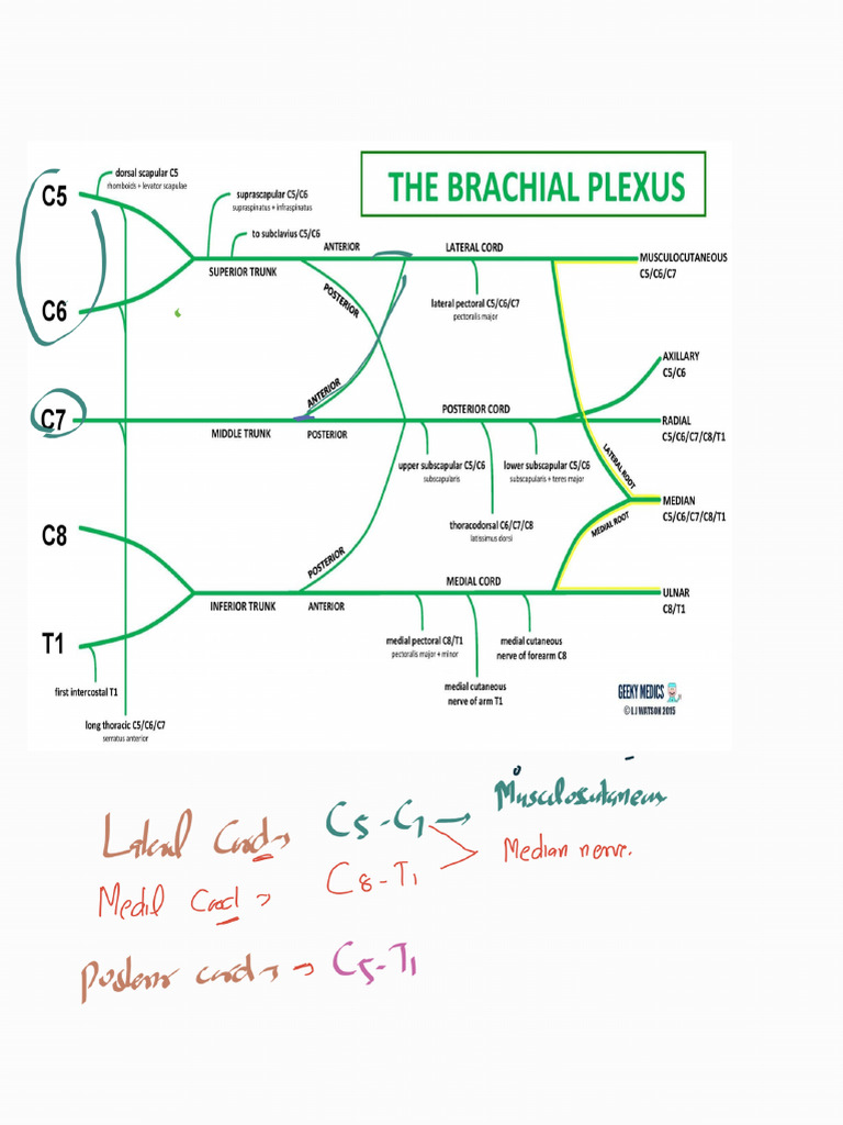 6_Ulnar_Nerve___Radial_Nerve___Axillary_Nerve_240910_231352 ...