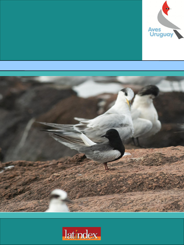 Revista Achará Nº12 | PDF | Ala | Uruguay