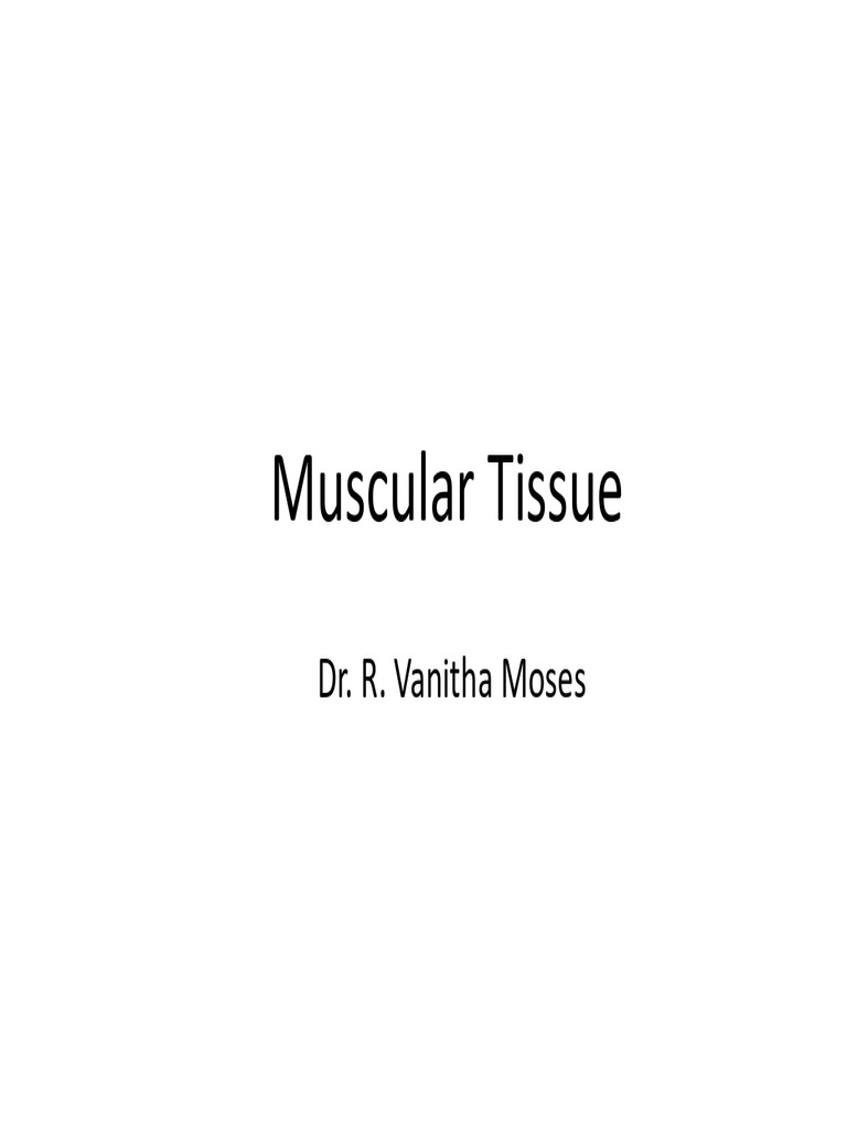 Muscular Tissue PDF | PDF | Skeletal Muscle | Muscle
