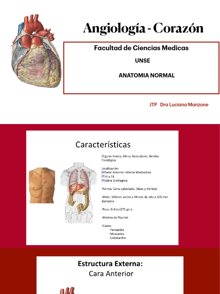 Angiologia . Corazon . Anatomia | PDF