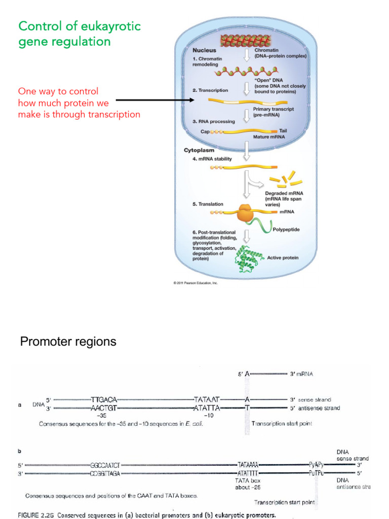 Eukaryotic Gene Regulation Explained | PDF