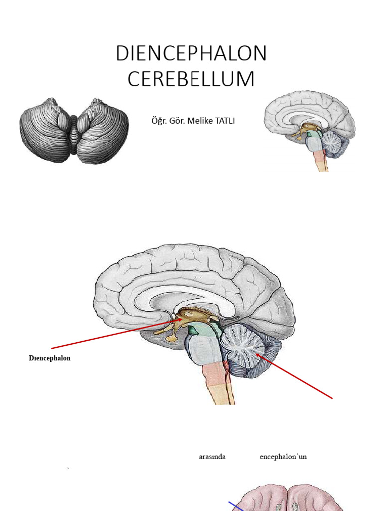 Diencephalon Cerebellum | PDF