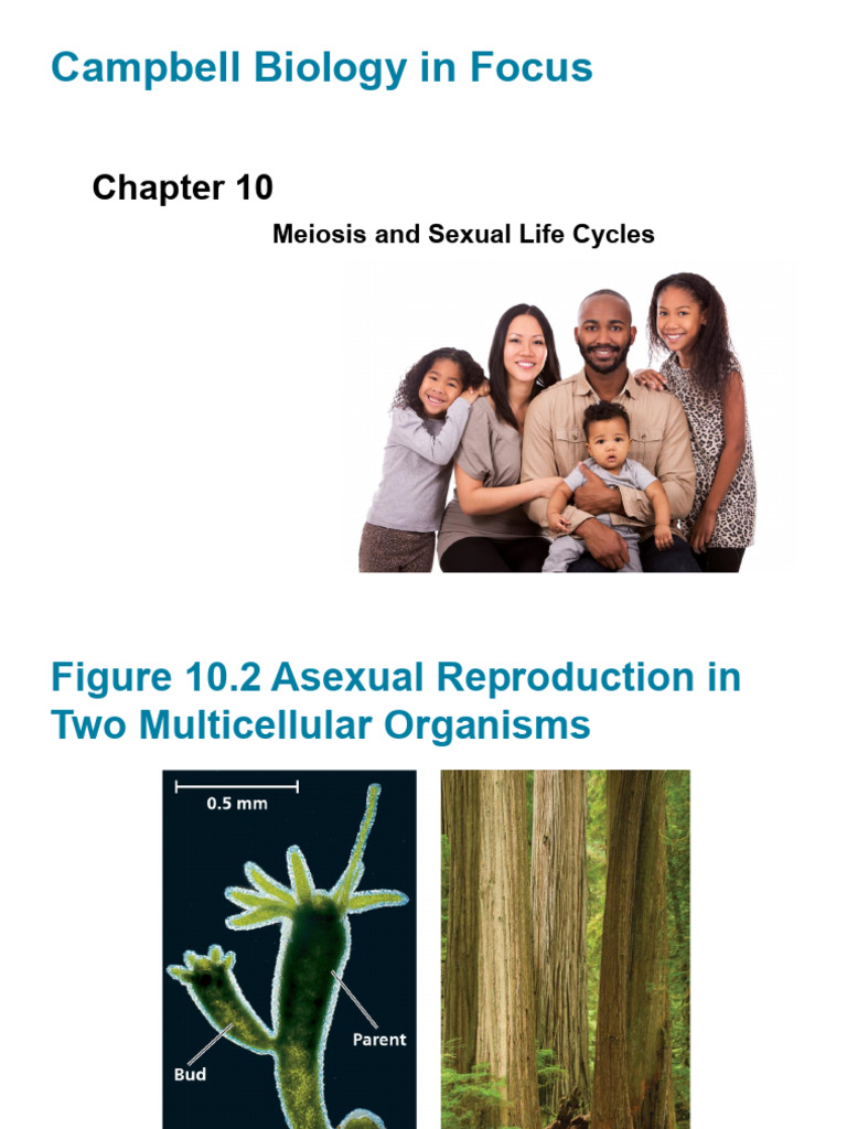 Campbell Biology in Focus, Third Edition, Chapter 10, Meiosis and ...