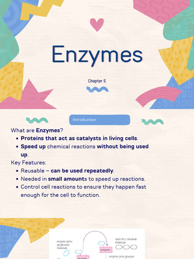 Y10 Bio CH 5 Enzymes | PDF | Enzyme | Active Site