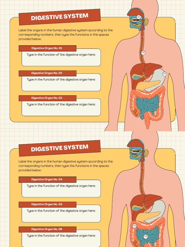 The Digestive System Science Digital Worksheet in Dark Orange, Blue ...