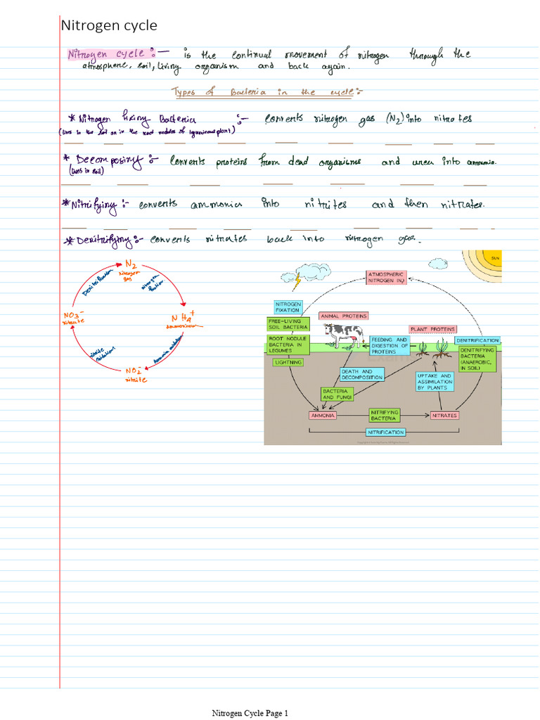 Nitrogen Cycle | PDF