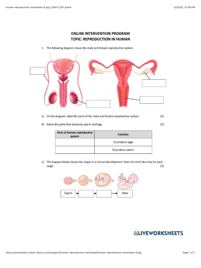human-reproduction-worksheet-6.jpg 1,000×1,291 pixels | PDF
