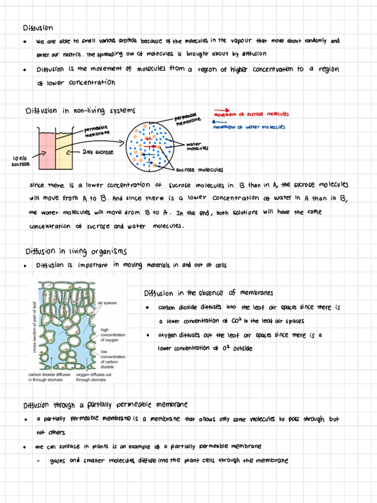 Middle School Diffusion Notes (Part 1) | PDF