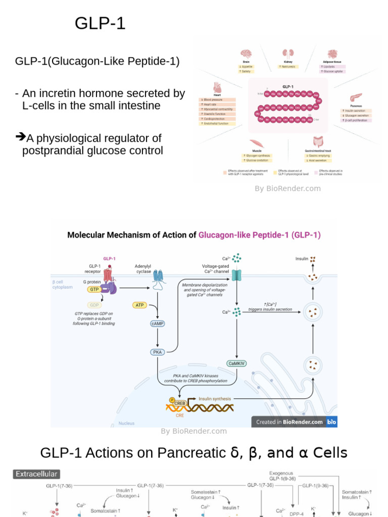 GLP-1: Role in Glucose Regulation | PDF