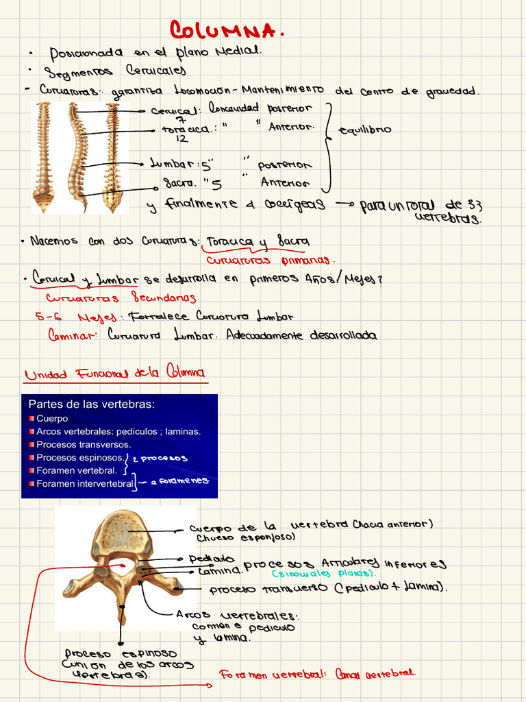 #2 Columna Vertebral | PDF | Vértebra | Sistema musculoesquelético