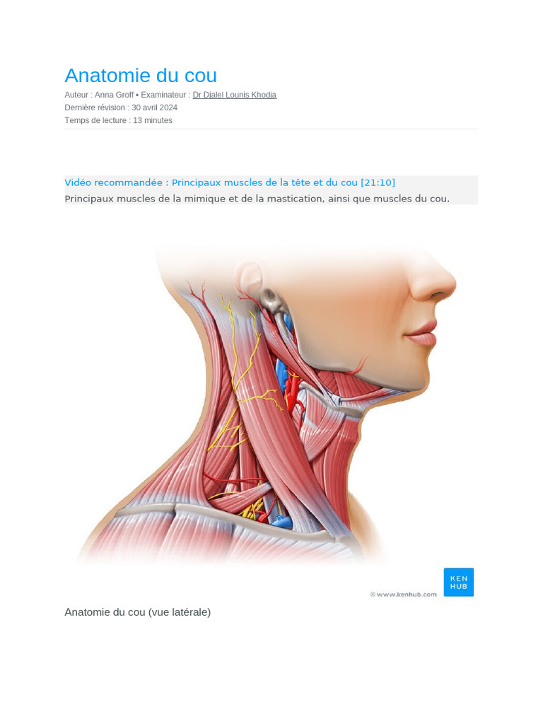 Anatomie détaillée du cou humain | PDF | Cou | Anatomie humaine