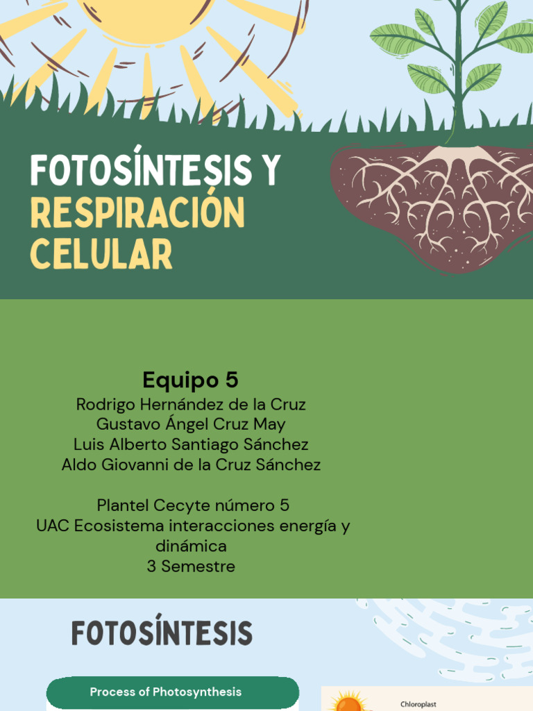 Fotosíntesis y Respiración Celular | PDF | Respiración celular ...