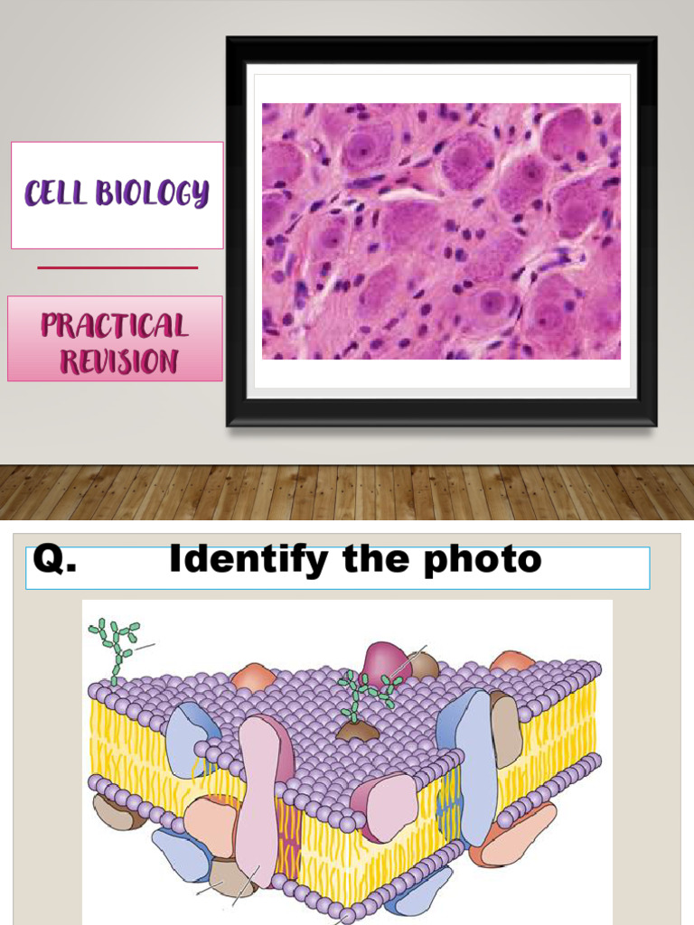 Cell Structures and Division Types | PDF