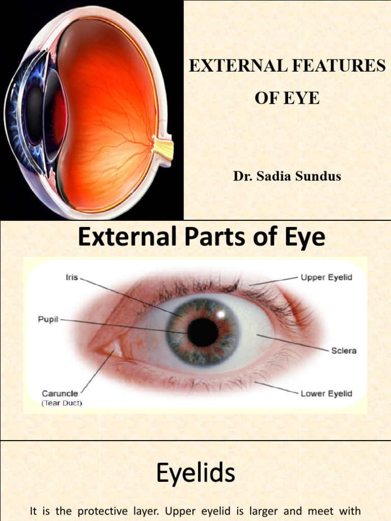 External Features of Eye | PDF | Eye | Cornea