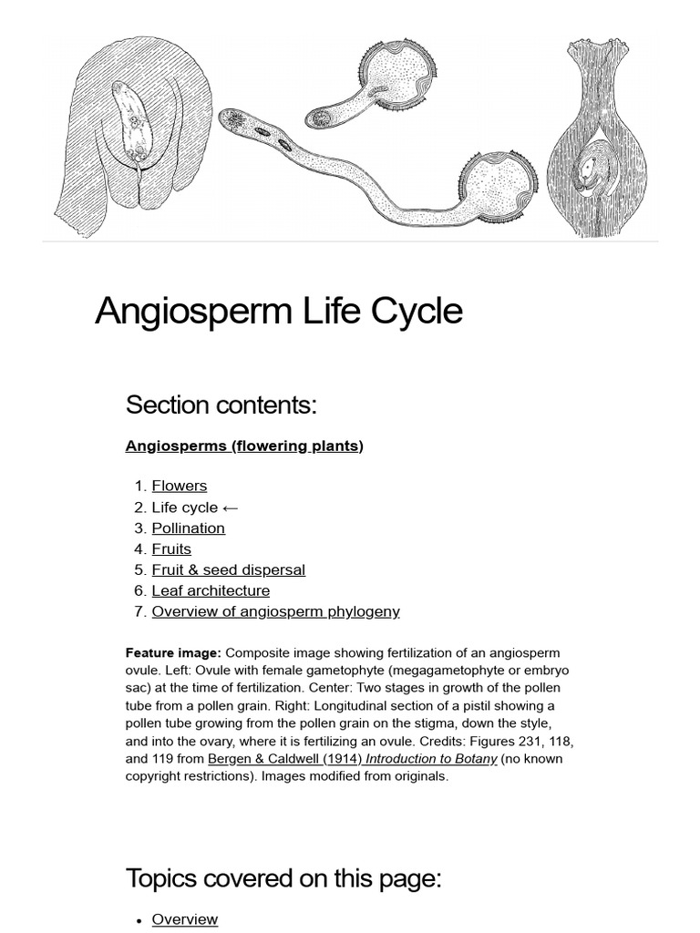 Angiosperm Life Cycle Explained | PDF | Fertilisation | Pollen