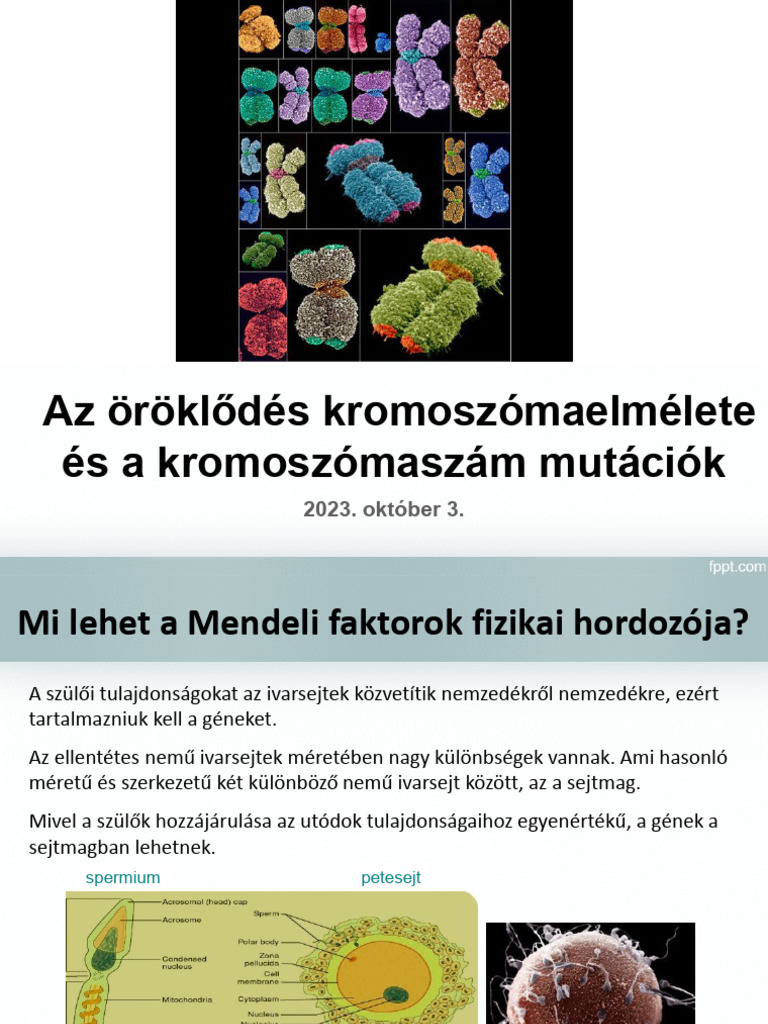Kromoszómaelmélet És Kromoszóma Szám Mutációk | PDF