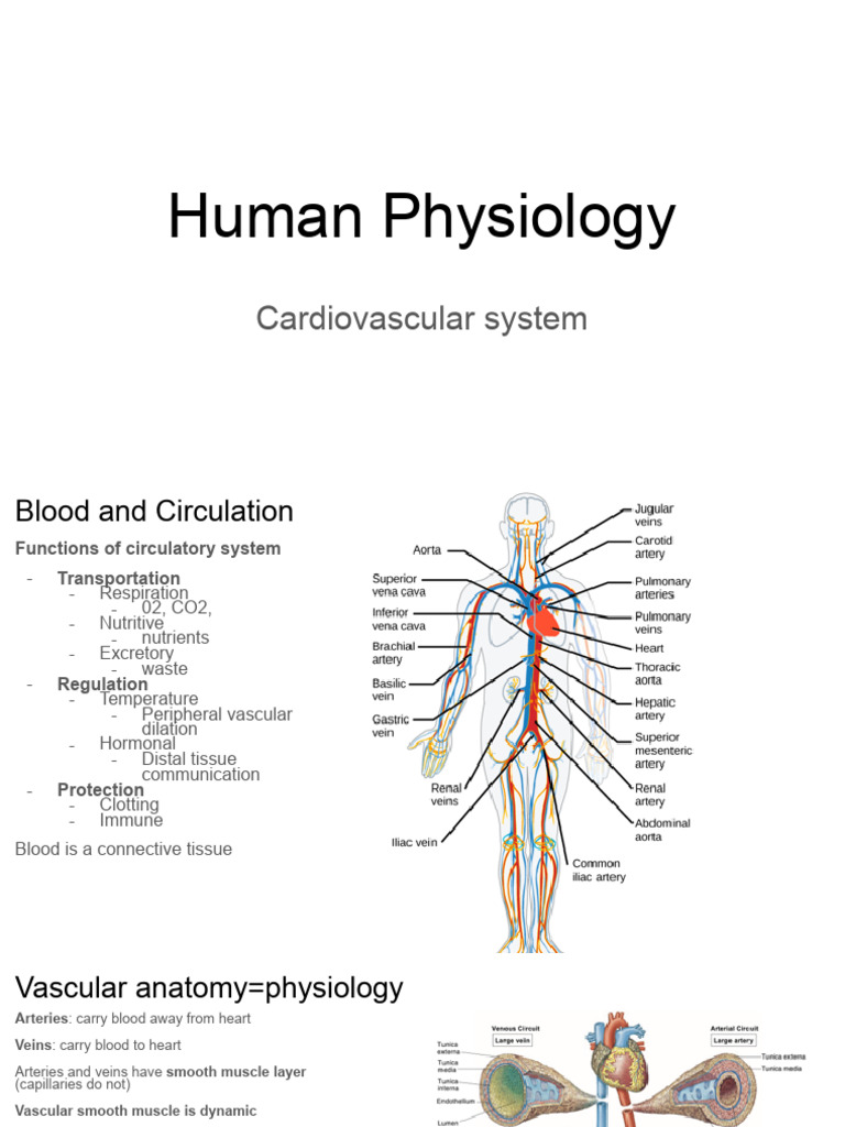 Understanding Human Cardiovascular Physiology | PDF | Heart Valve | Heart