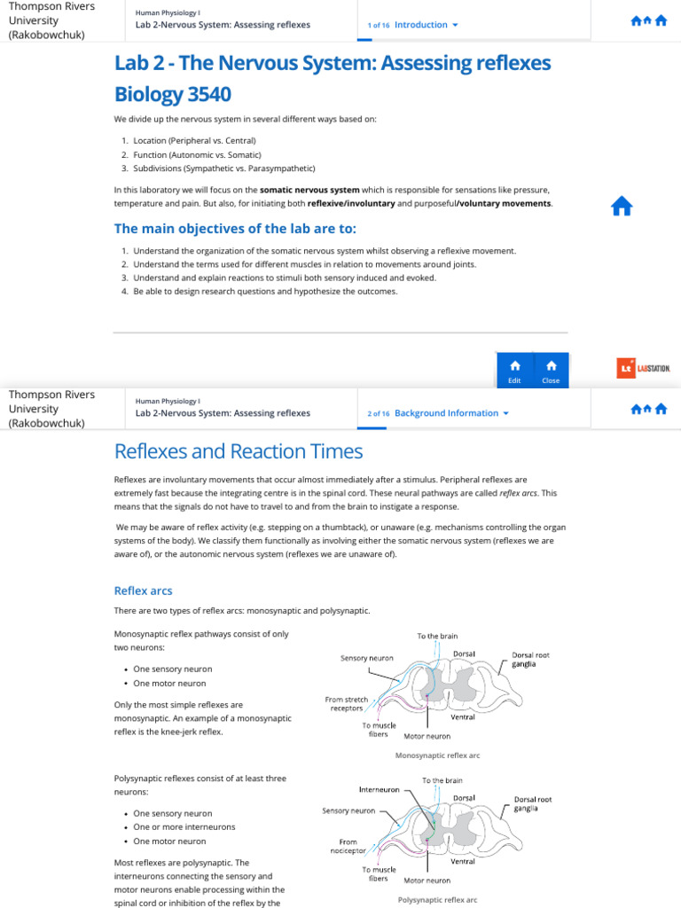 Lab 2-Peripheral Nerves Complete | PDF | Motor Neuron | Nervous System