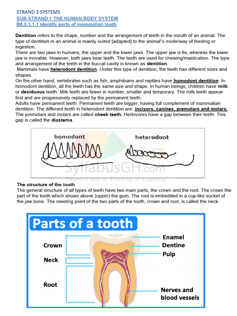 B8.3.1.1.1 Identify Parts of Mammalian Tooth | PDF | Tooth | Dental Anatomy