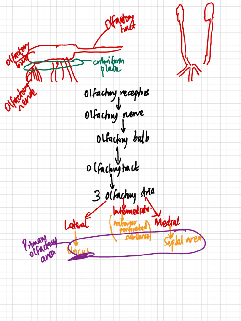 Anatomy Synopsis -2 | PDF | Human Head And Neck | Human Anatomy