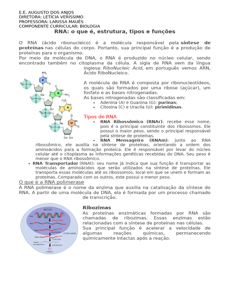 RNA: Estrutura, Tipos e Funções | PDF