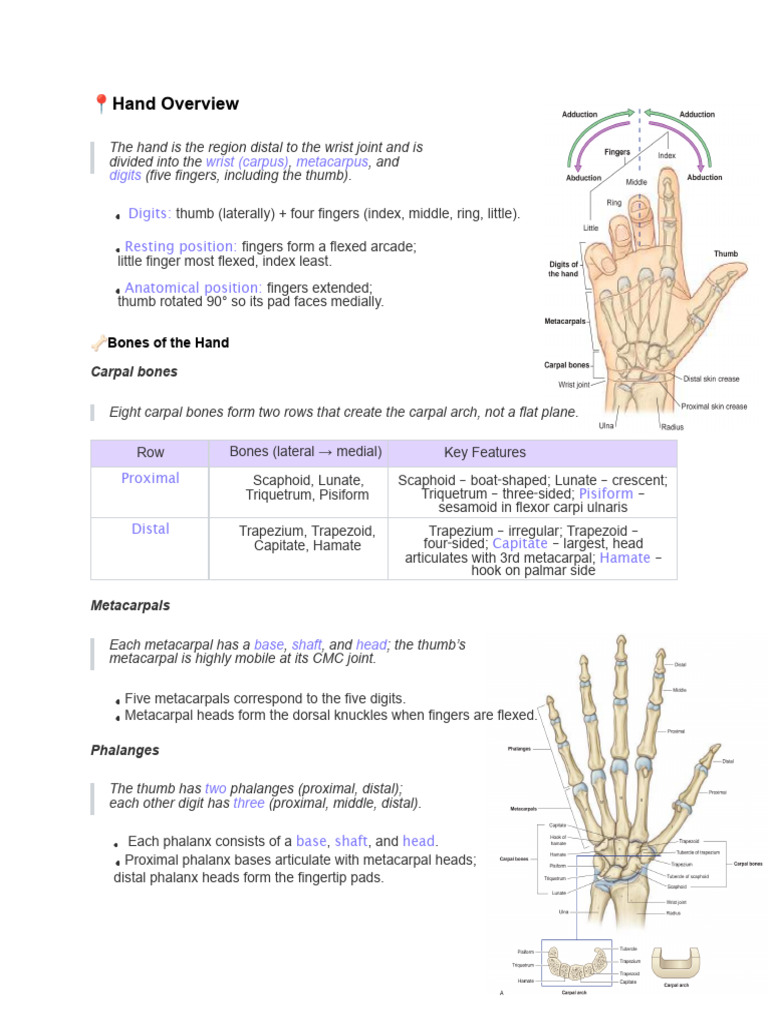 ?Hand Overview- General Anatomy 1 | PDF | Thumb | Hand