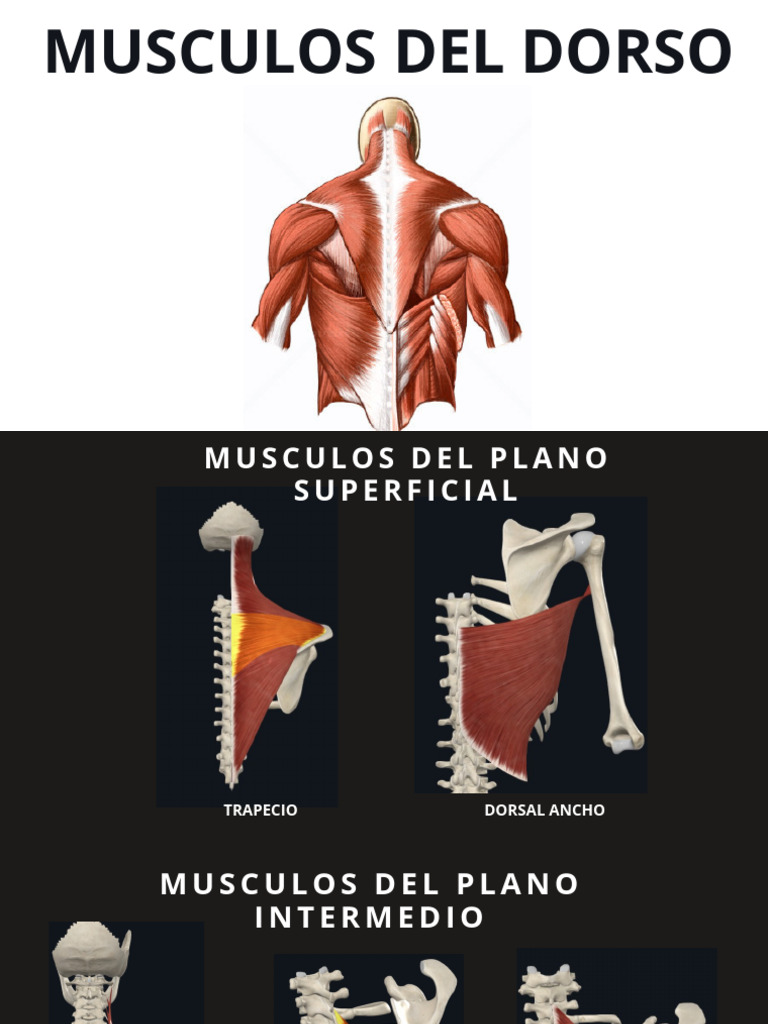 Anatomía de los Músculos del Dorso | PDF | Vértebra | Sistema ...