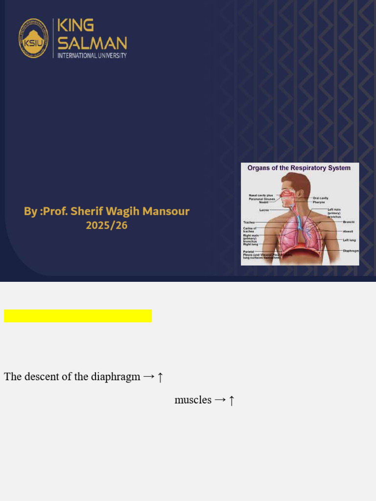 Mechanics of Breathing Explained | PDF | Lung | Exhalation
