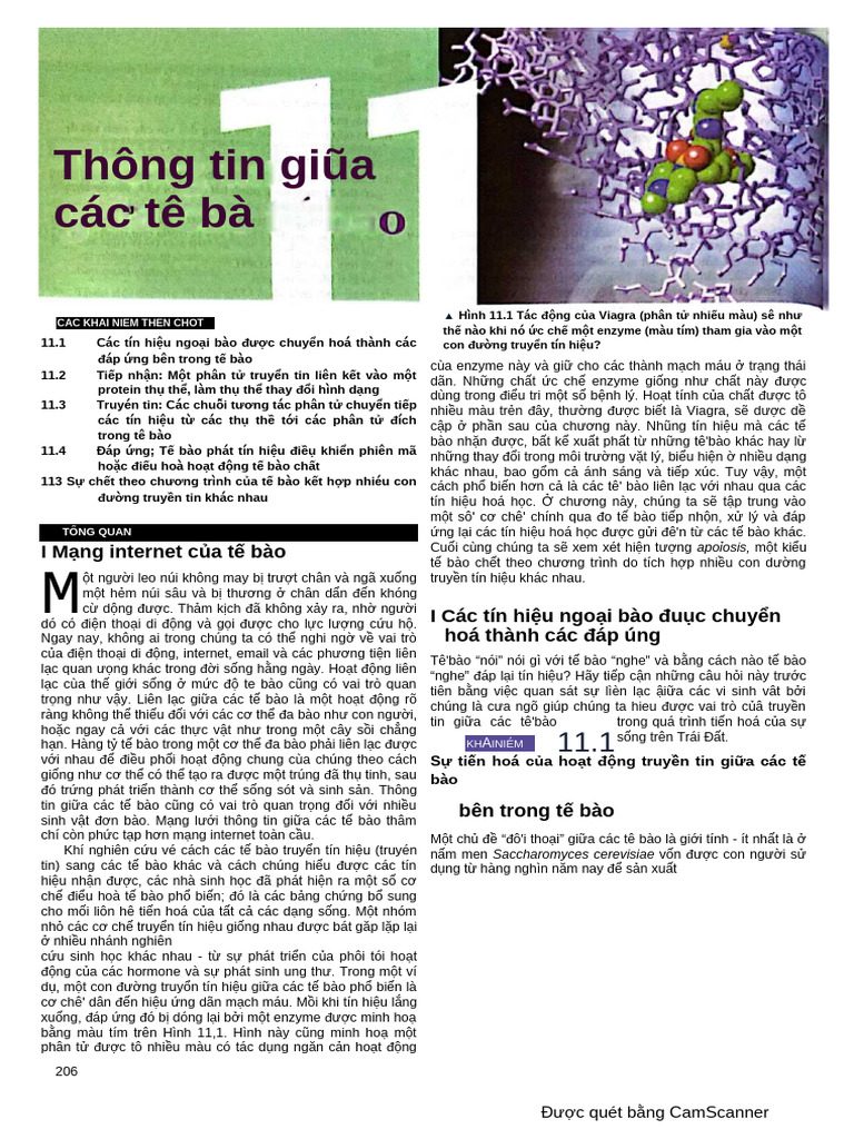 11. Thong Tin Giua Cac Te Bao | PDF