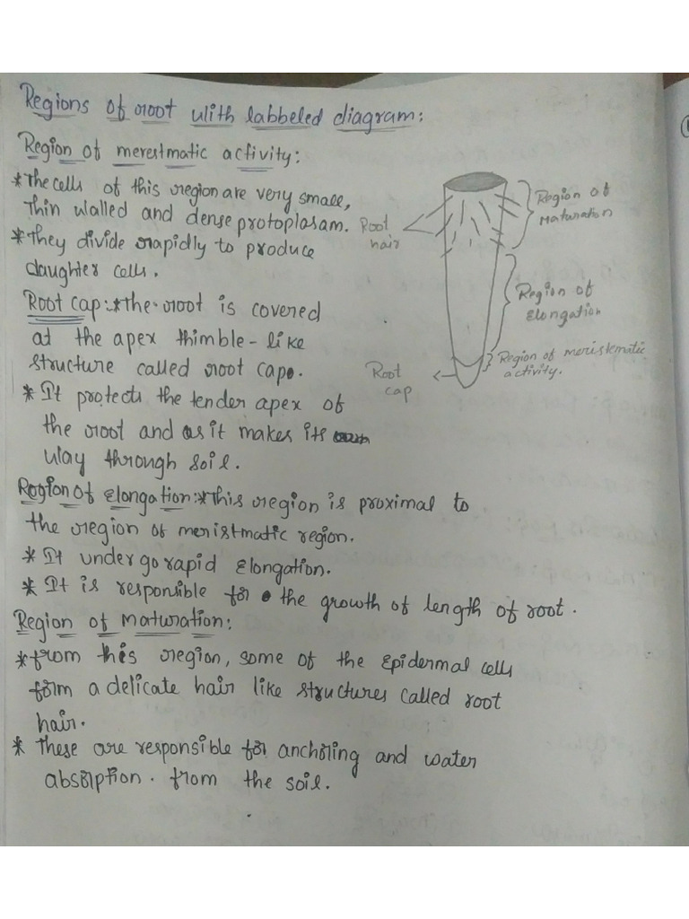 Morphology 4 Marks | PDF