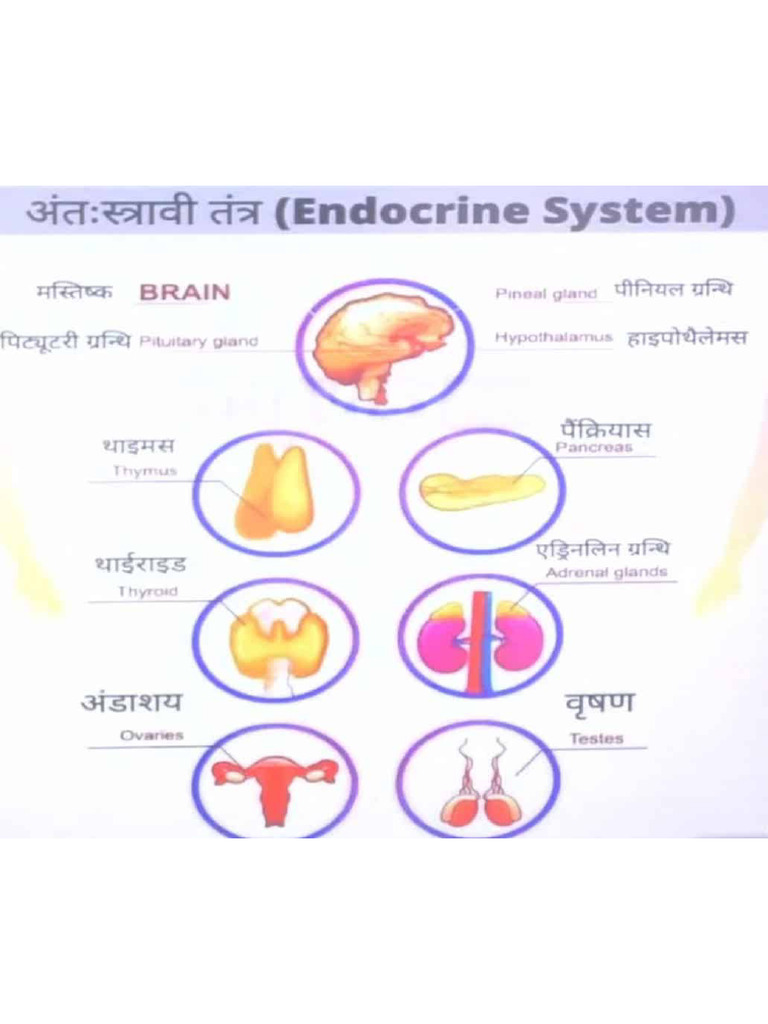 Biological systems diagram | PDF