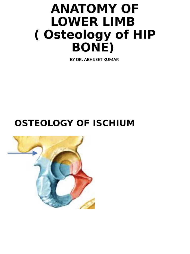 Hip Bone Osteology | PDF