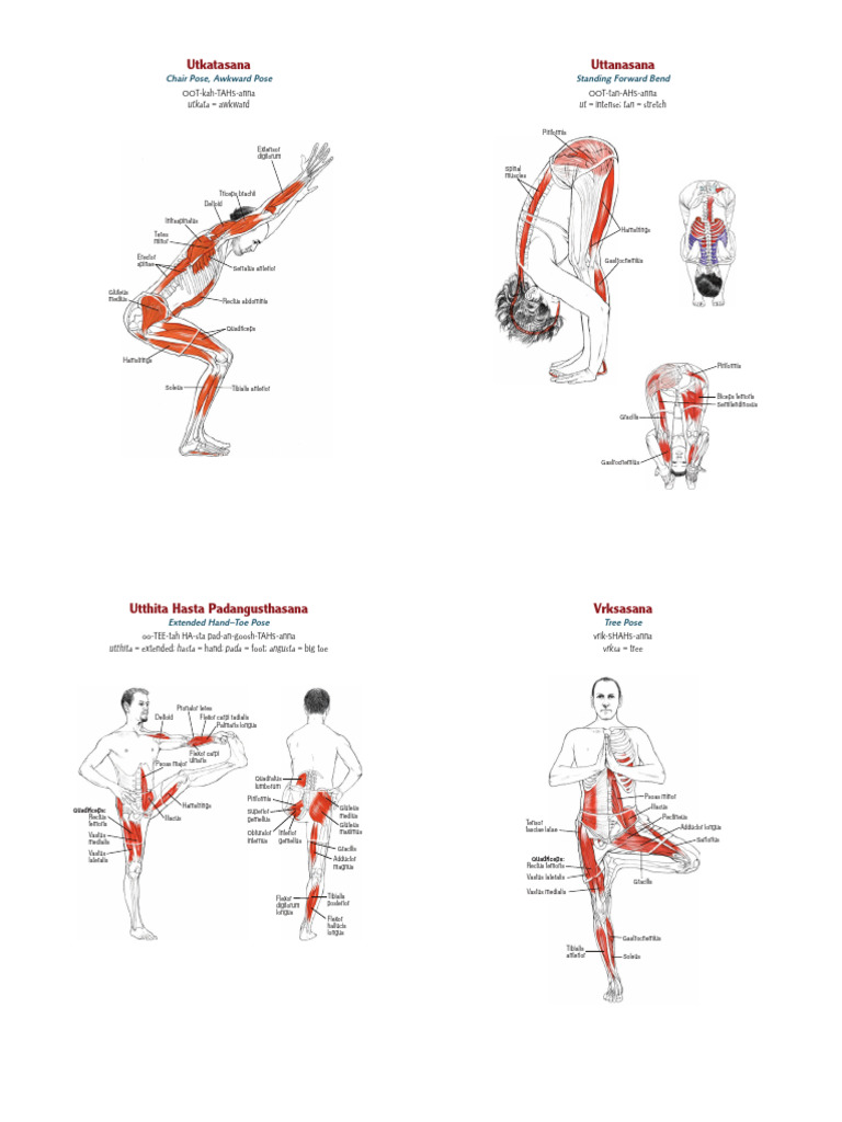 Anatomy Muscle YOGA Asana Important 4 | PDF | Human Leg | Foot