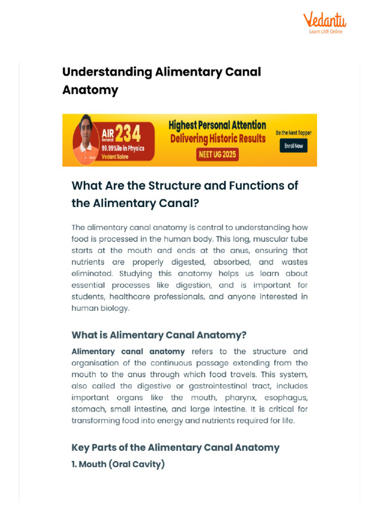 Understanding Alimentary Canal Anatomy | PDF