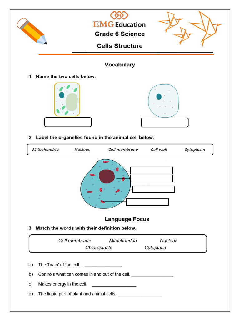 Worksheet - Cells Structure | PDF